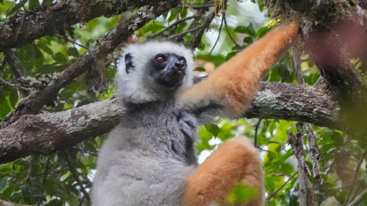 Diademed sifaka in the wild (Propithecus diadema)/ Andasibe NP ...