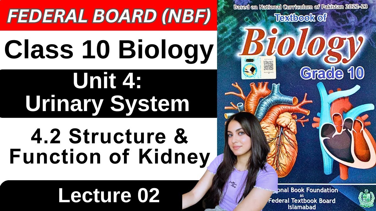 Chapter 4 Urinary System | Structure & Function of Kidney | Class 10 ...