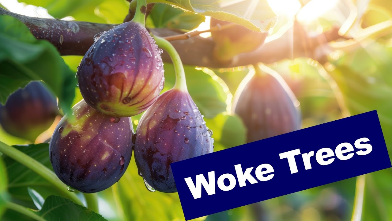 "Woke Trees" #livingNature #SpiritualNature #Animism #ChristianAnimism ...