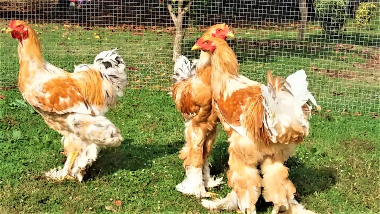THREE BRAHMA ROOSTERS LEMON PYLE IN THE BACKYARD - YouTube