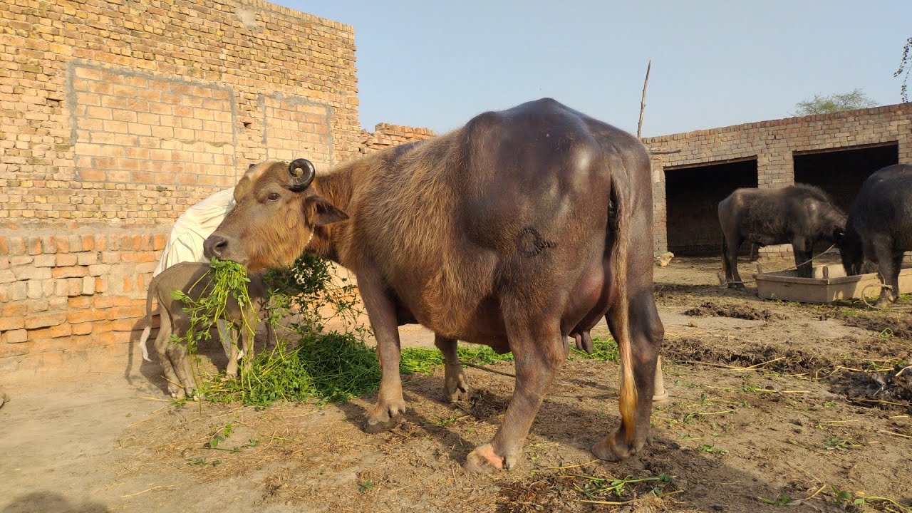 pure nili Ravi bafflow for sale Top maliking bafflow satluj punjab TV ...