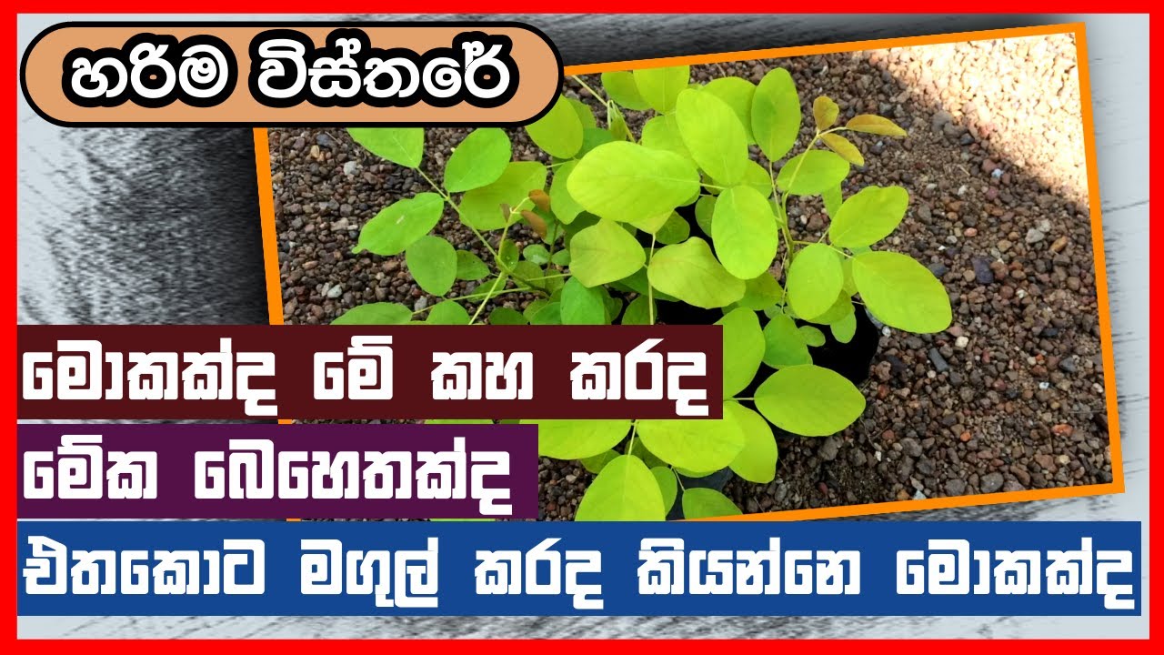 කහ කරද වල විස්තරය ගැන කතාකරමු | කහ කරද (Karada / Magul karada/ Kaha ...