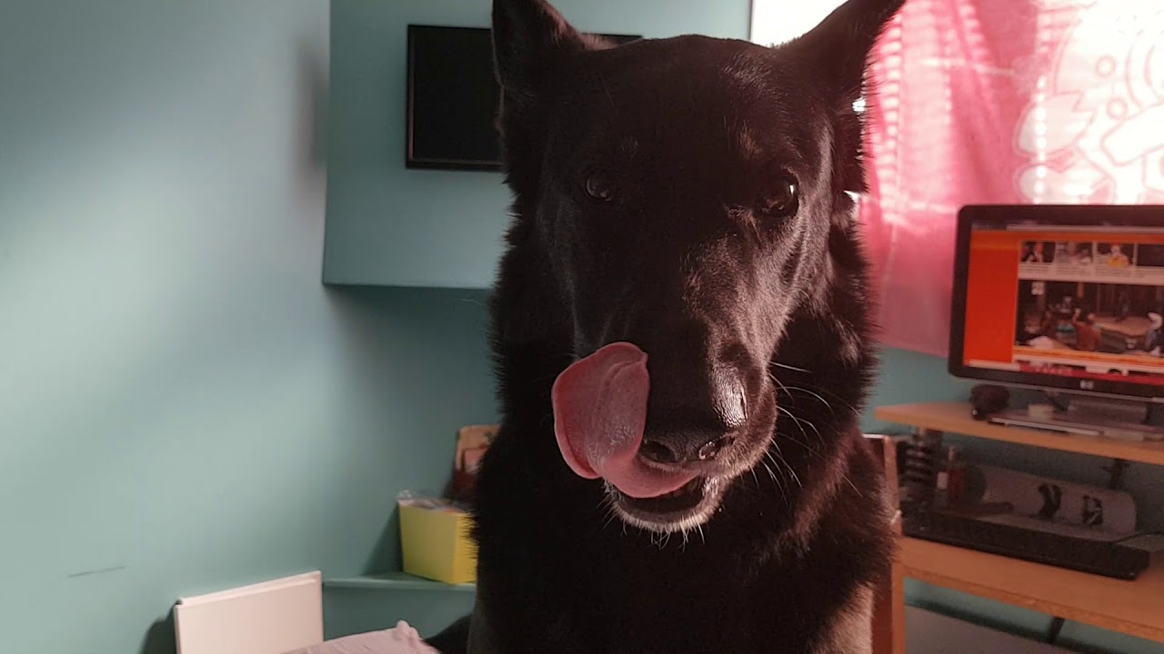 German shepherd derpy howl - YouTube