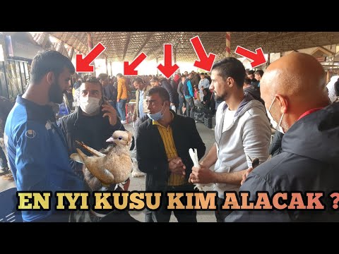 7 Tane Kuscu Güvercin  Pazarıdan En İyi Kuşu Almaya Calışırsa