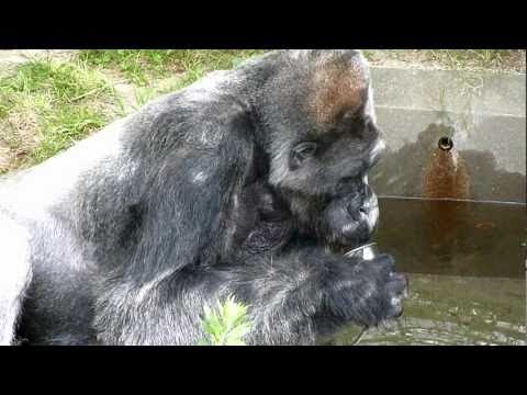 Gorilla drinking water from a cup.2 - YouTube