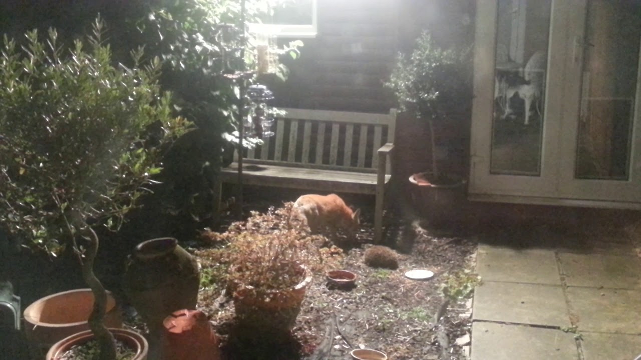 Fox and Hedgehog Sharing Food - YouTube