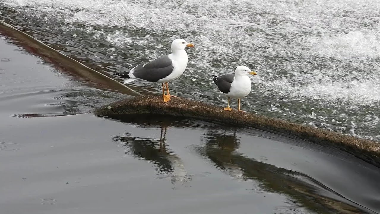 Devon Nature 8 Seagulls in Exeter 2019 - YouTube