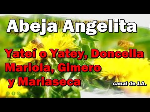Abeja Angelita Yateí o Yatey, Doncella, Mariola, Gimero y Mariaseca ...