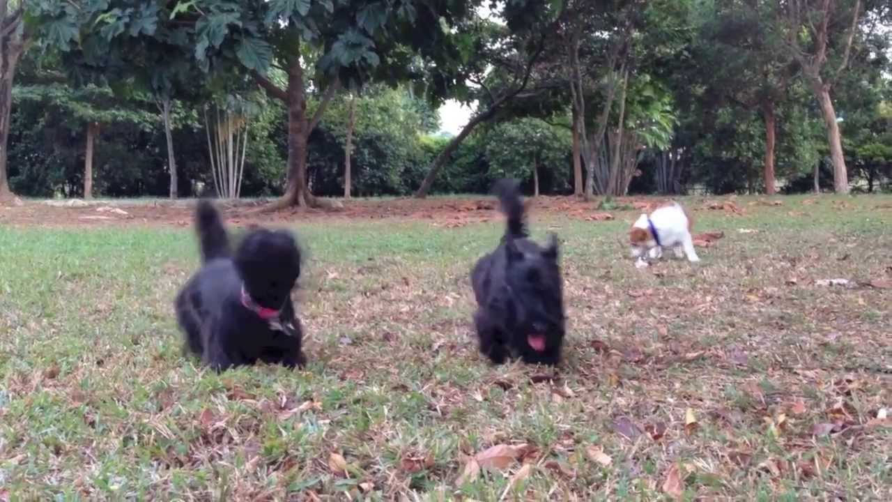 Scottish Terriers show a Corgi how to hunt! - YouTube