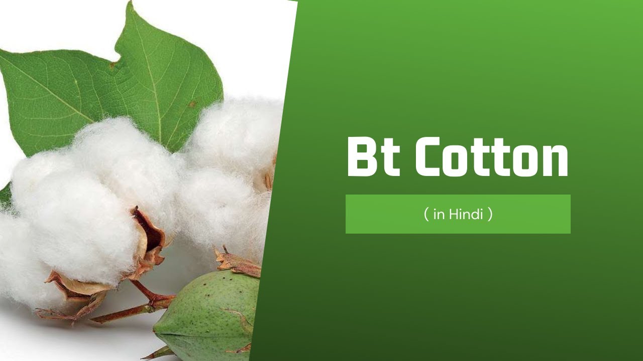 Bt Cotton| Genetic engineering | Agrobacterium tumefaciens | Bt toxin ...