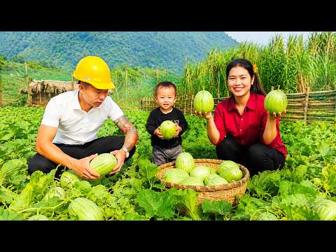 CEO Hung and Our Son Help Harvest Oriental Melons - Cooking a Delicious Family Meal| Trieu Thi Thuy