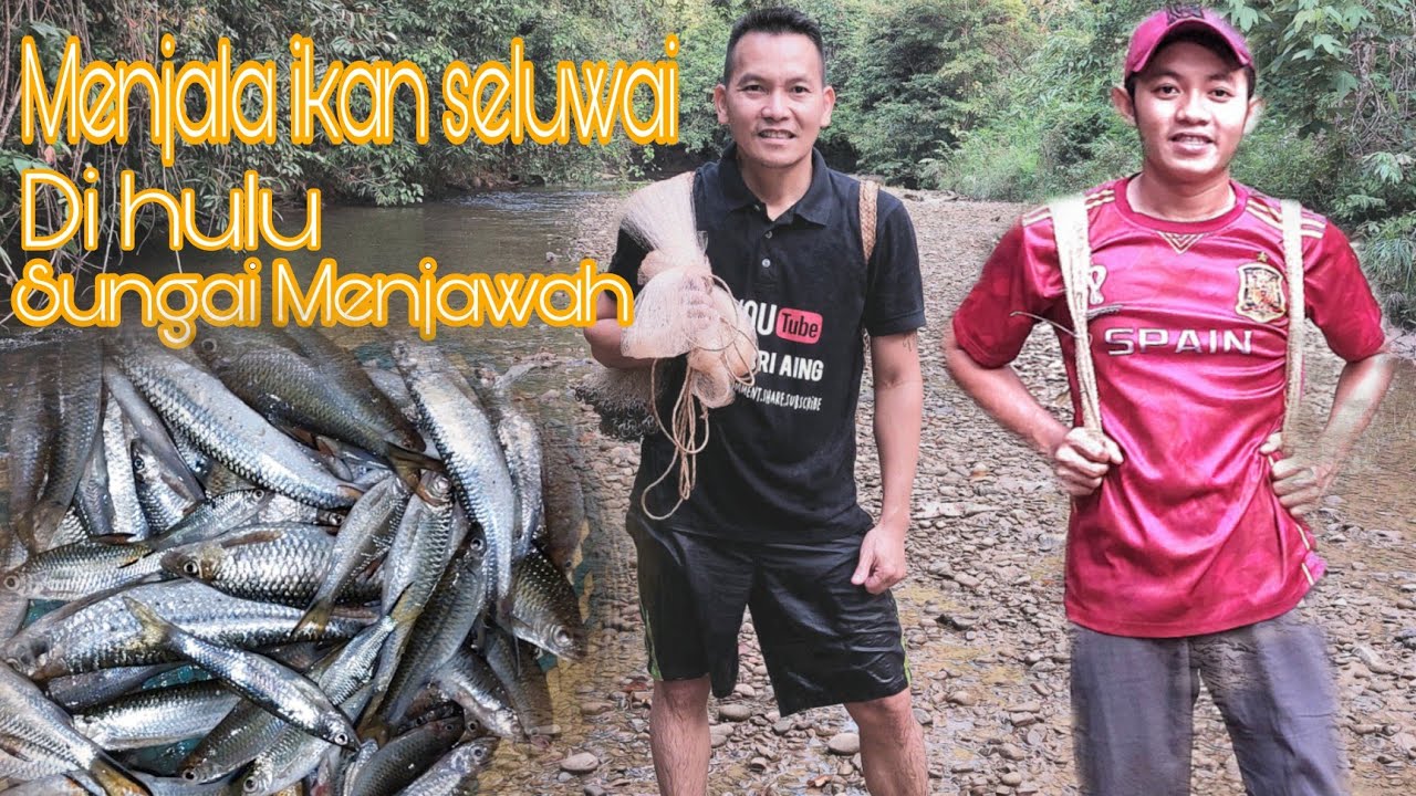 Menjala ikan enseluai di Sg. Menjawah - YouTube