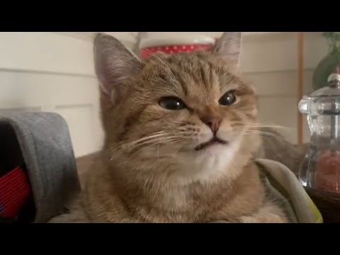 Cat whispering - YouTube