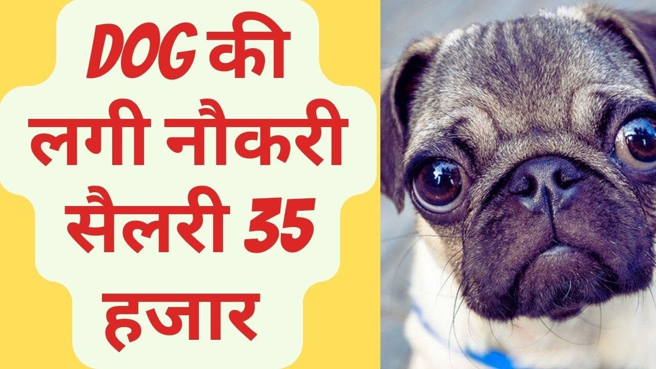 dog की लगी नौकरी सैलरी 35 हजार - YouTube