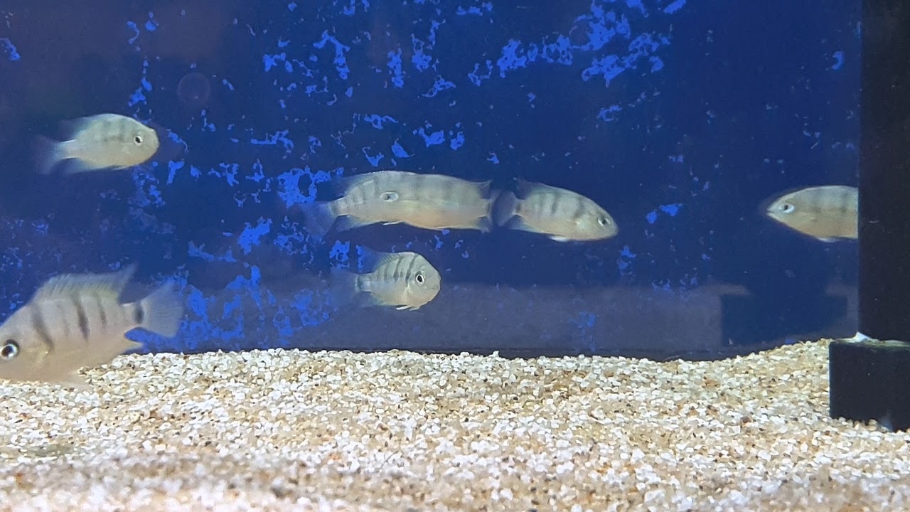 Cryptoheros cutteri - YouTube