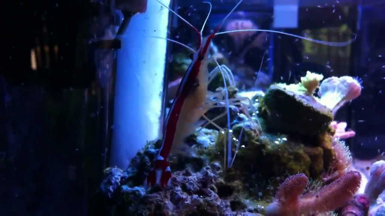 Cleaner Shrimp Giving Birth - YouTube