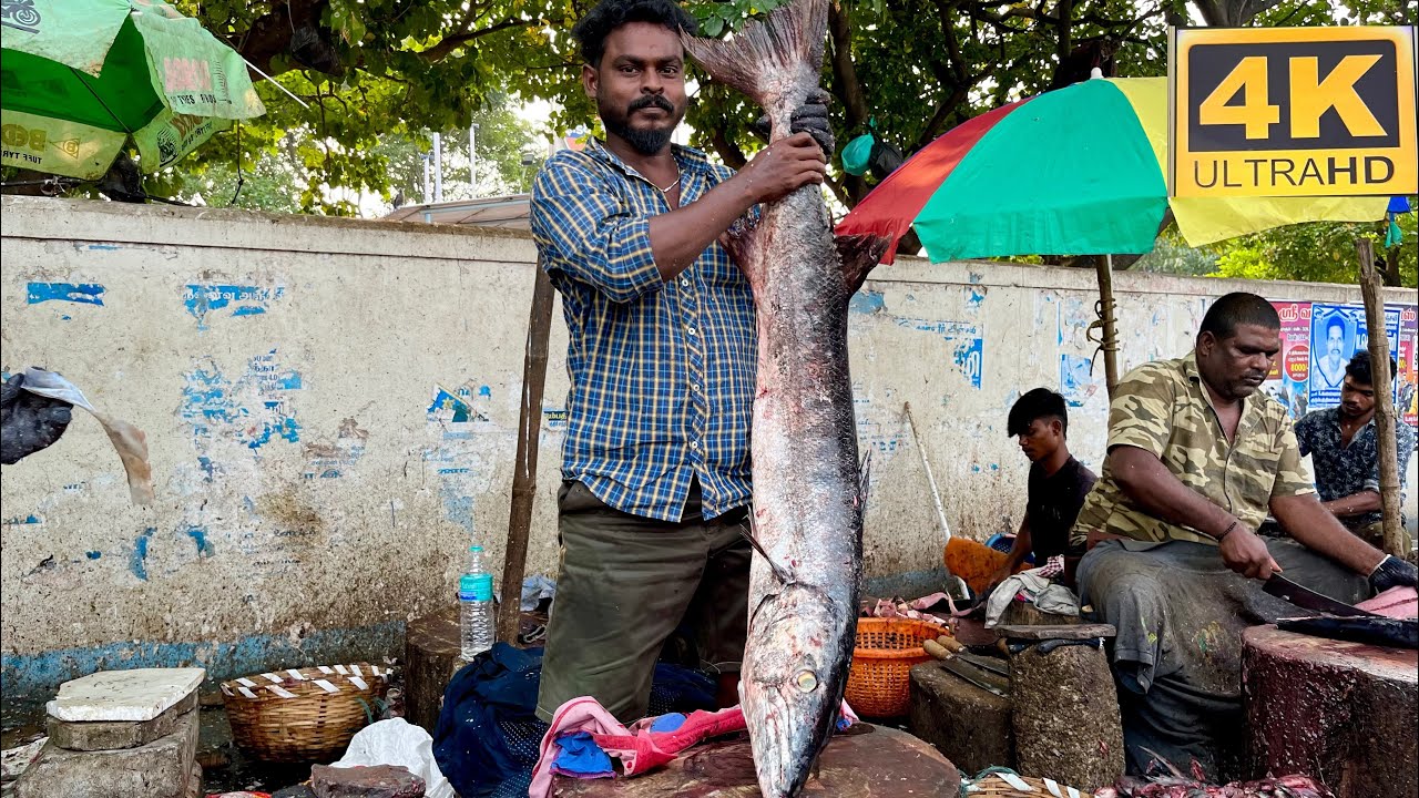 Sila fish cutting video/Fishcuttingrs #fishcuttingrs #kasimedu #fish ...