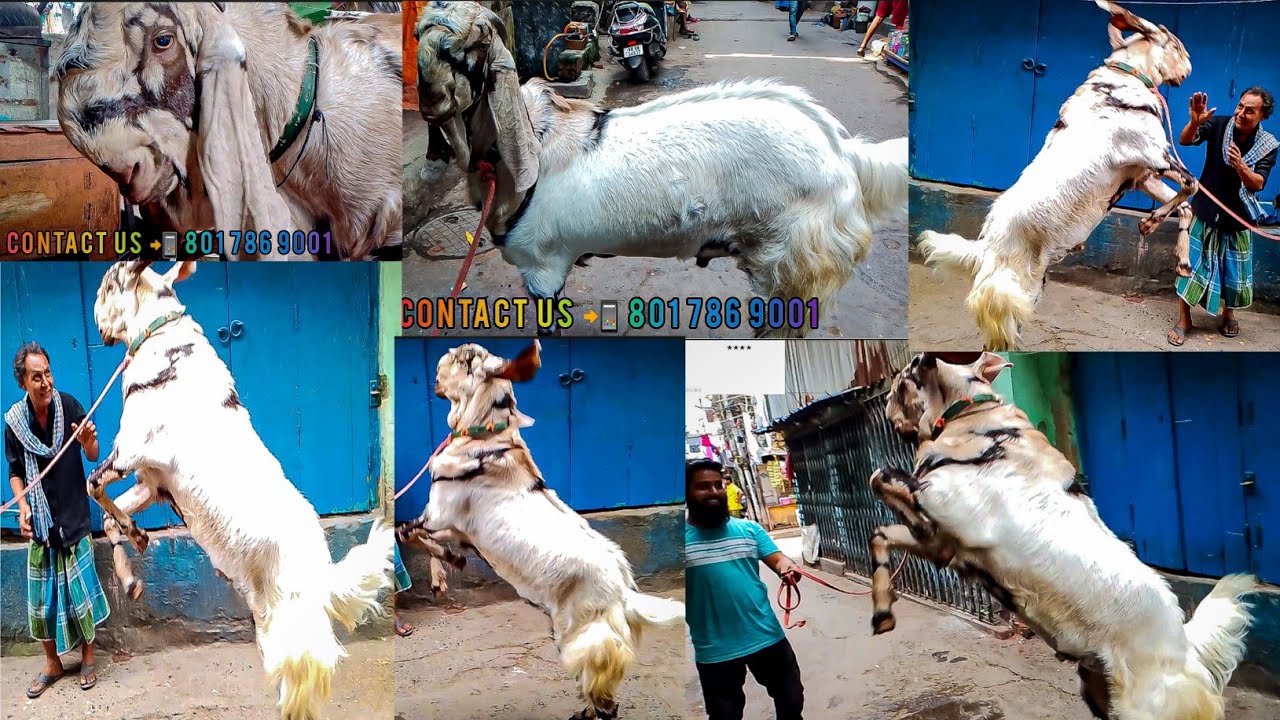 Heavy Weight Totapari Bakra | Bakra Mandi 2022 • Totapari Goat Farm in ...