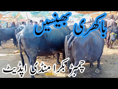 bakhri buffalo 🦬 rates update by Sindhi cattle market - YouTube