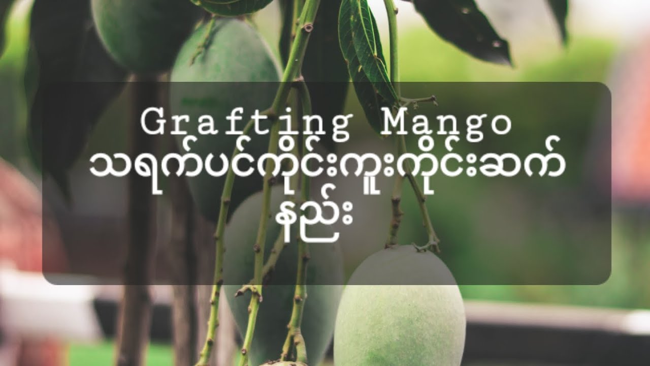 Grafting Mango သရက်ပင်ကိုင်းကူး ကိုင်းဆက်နည်း Ktlfarmer Youtube