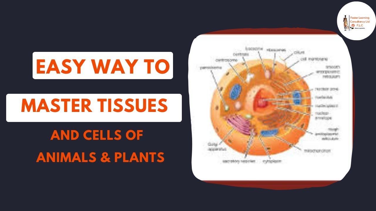 How to master types of cells | Biology class | memory skills - YouTube