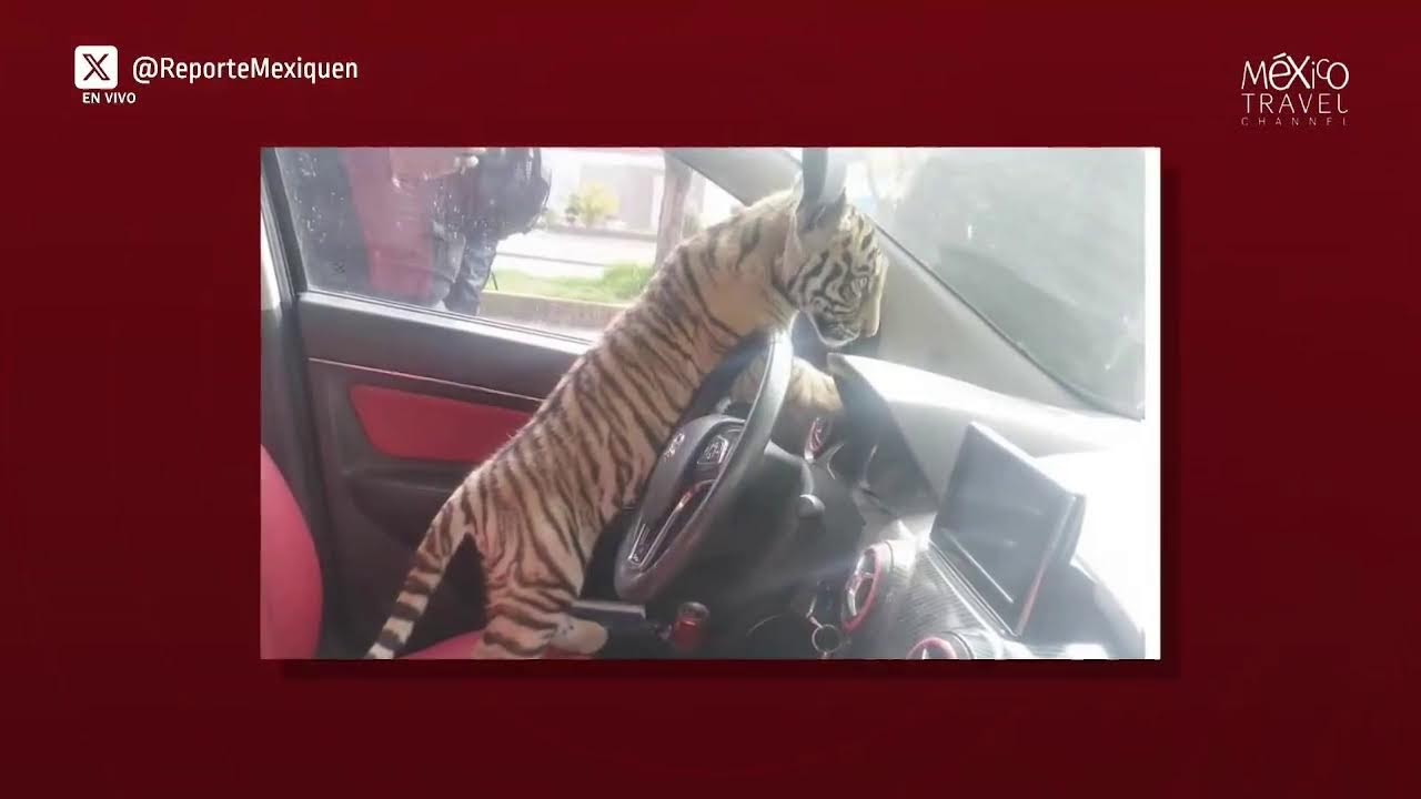 🔴 EN VIVO: México ViBE con Alfredo Romo, miércoles 16 agosto 2023 - YouTube