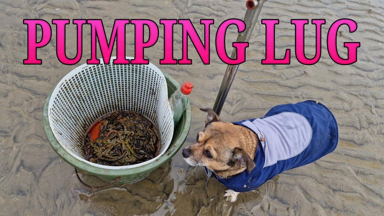 sea fishing pumping lug worm - YouTube