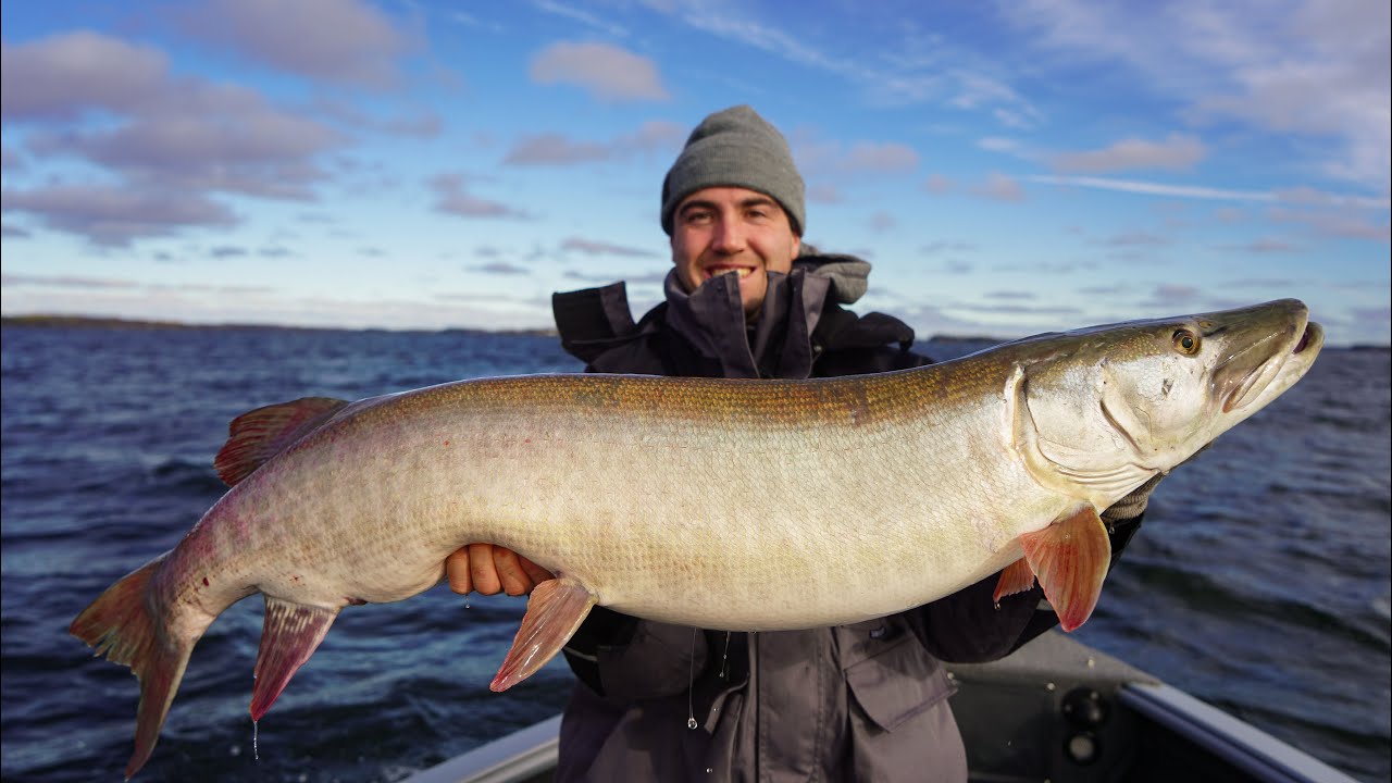 Muskie fishing on Lake of the Woods! - YouTube