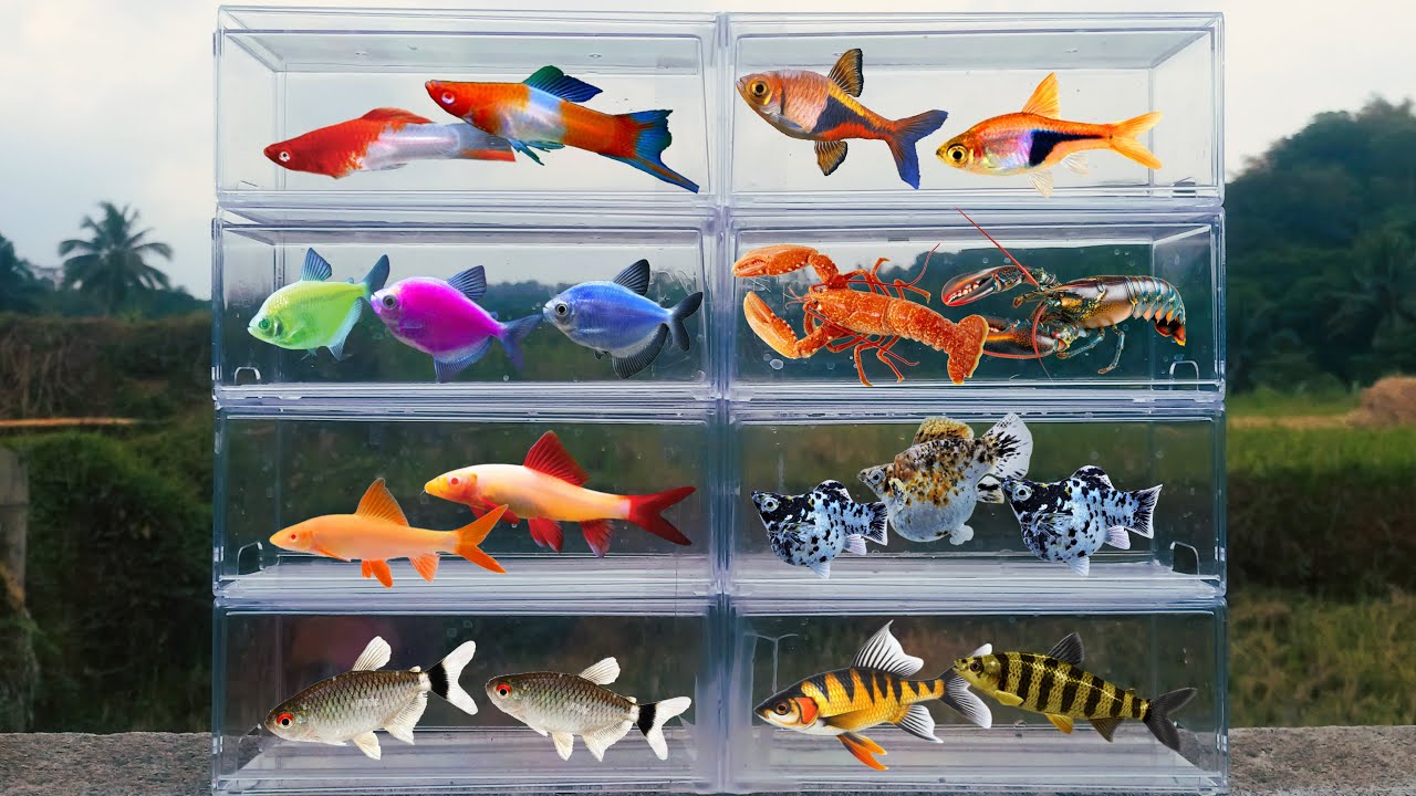 Fish: Balloon Molly, Rainbow Shark, Red Eye Tetra, Platy Fish, Lobster ...
