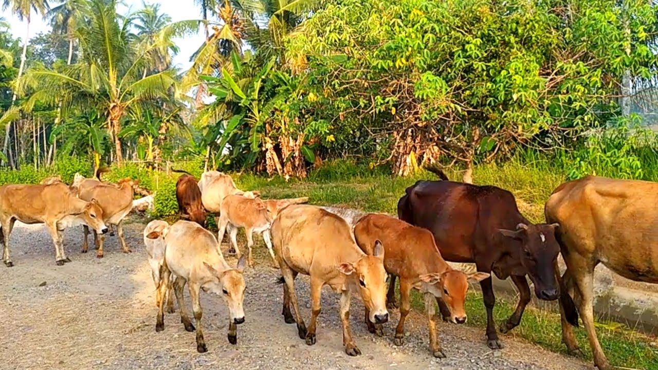 VIDEO SAPI LEMBU JINAK LUCU BERKELIARAN DI JALANAN KAMPUNG - SAPI KEREN ...