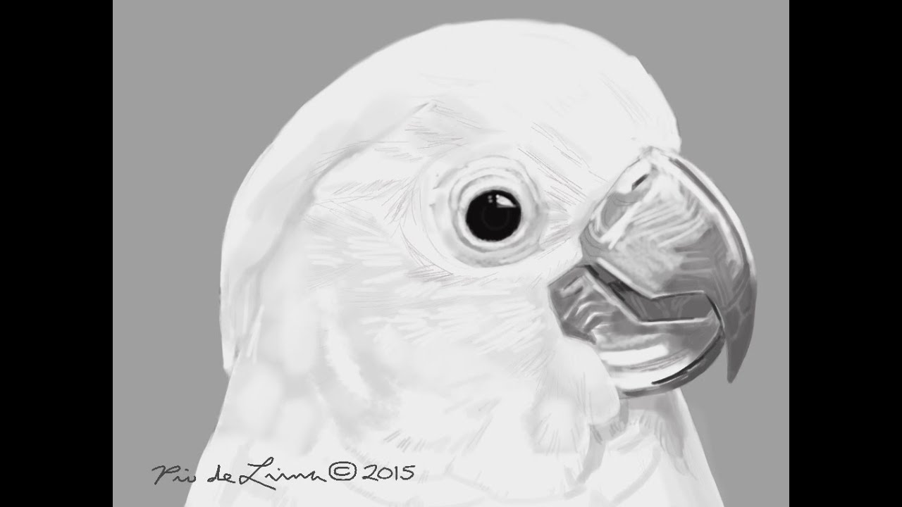 Cómo dibujo una CACATUA usando la applicación BRUSHES REDUX | Speed ...
