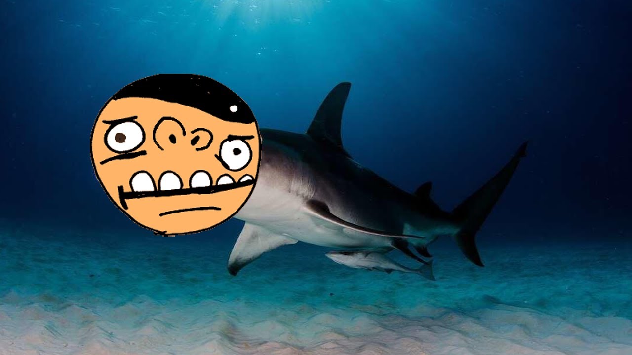 Clueless sharks part 2 - YouTube