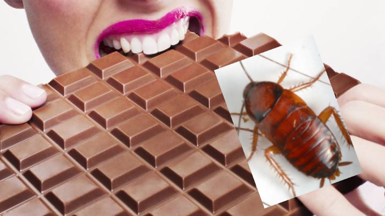 100-g Chocolate'ல 4-g Cockroach இருக்குனு சொன்ன நம்புவீங்களா?😱chocolate ...