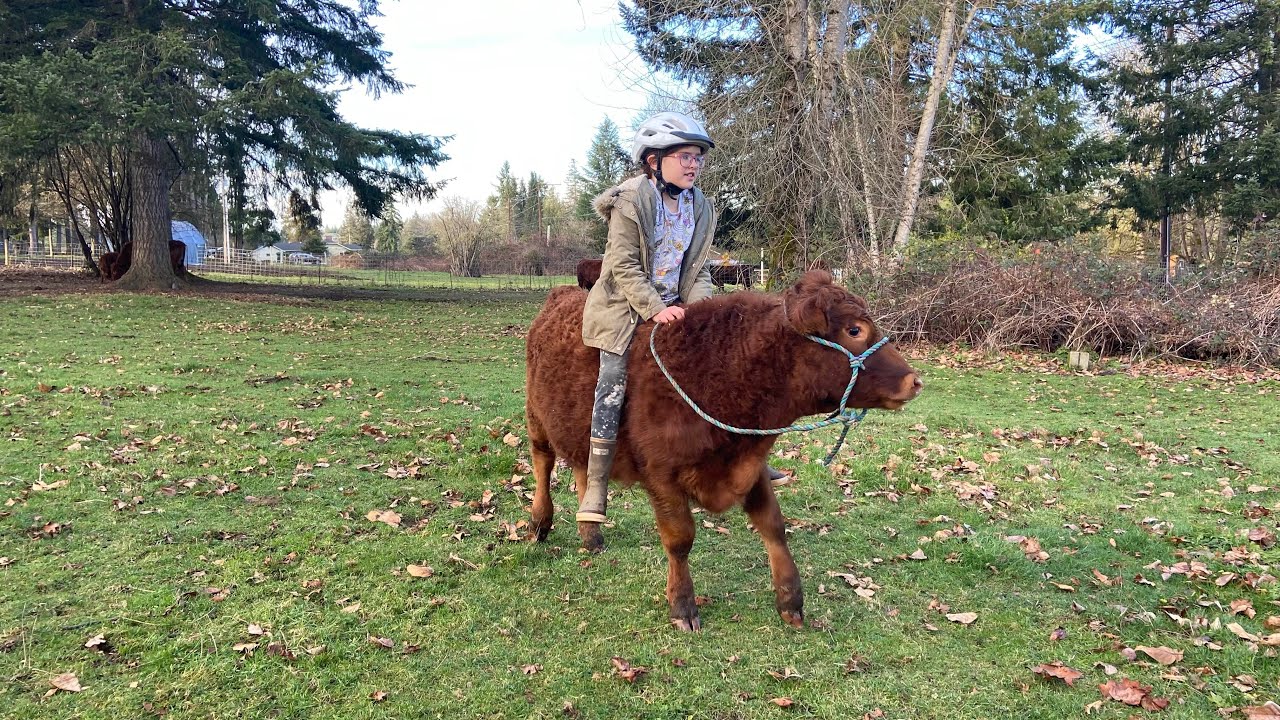 Dexter Family Milk Cows: Steer Riding!👩‍🌾🤠 - YouTube