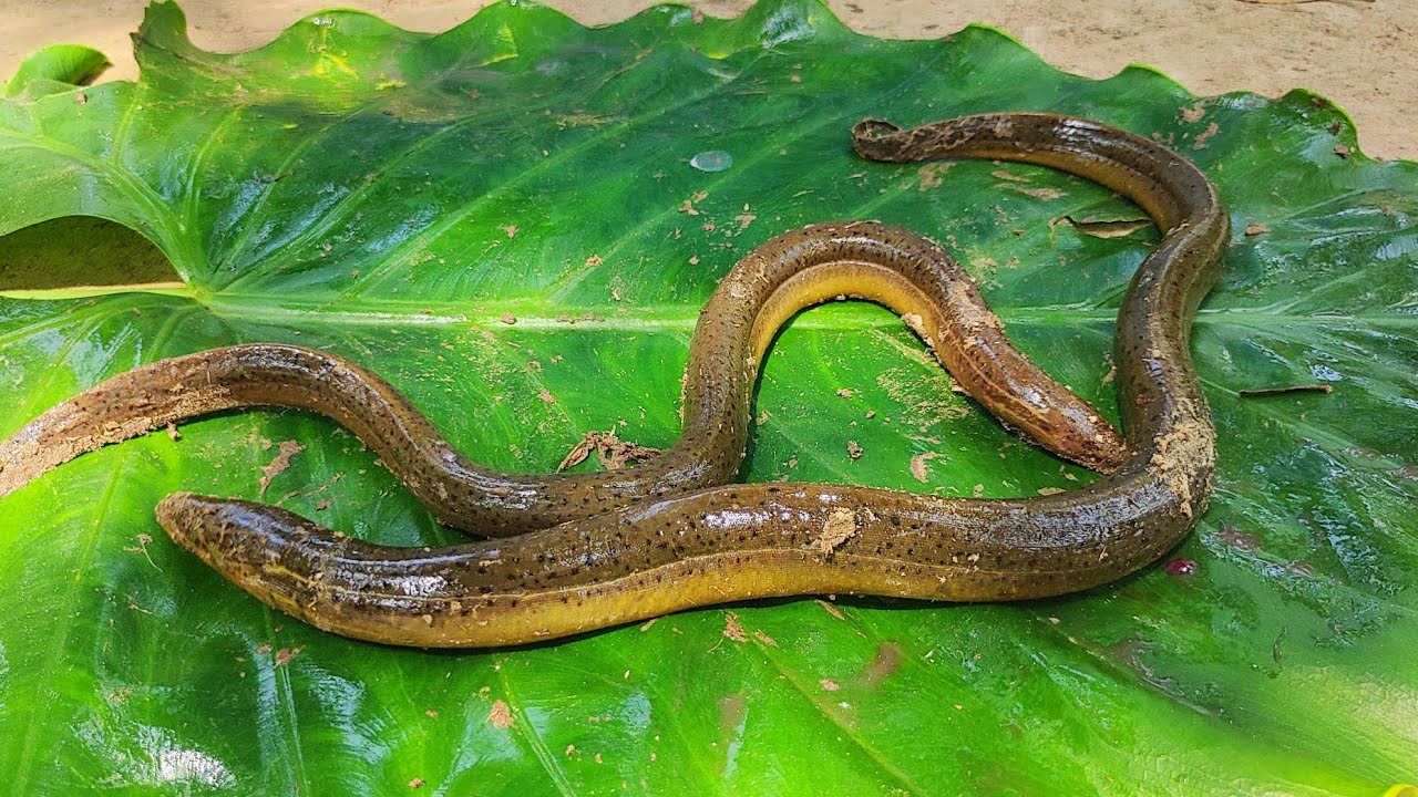 kuche Mach cutting & cooking | - YouTube