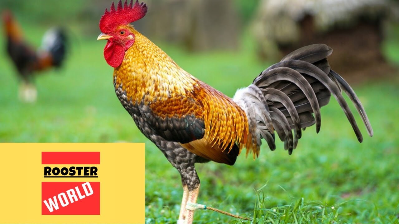 WGE 2024 | Gengen Arayata | Andrew Cepillo | Paul Panes - YouTube