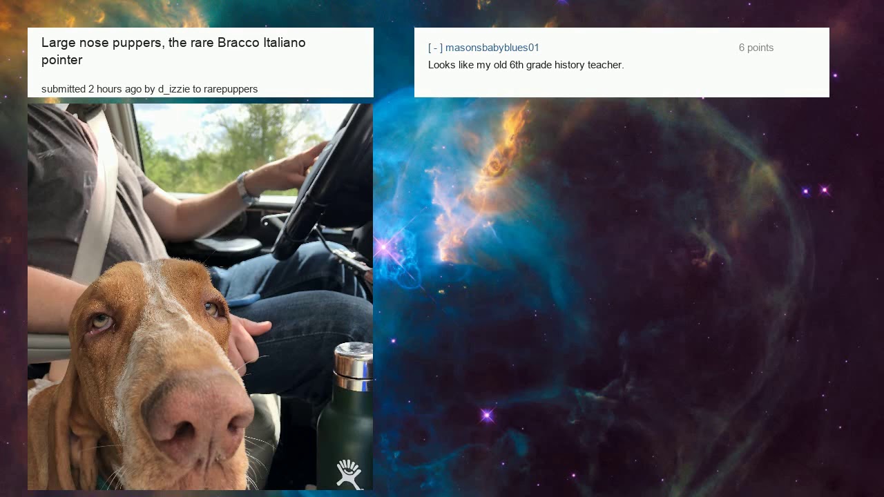 CUTEST DOGS ON REDDIT - r/rarepuppers - YouTube