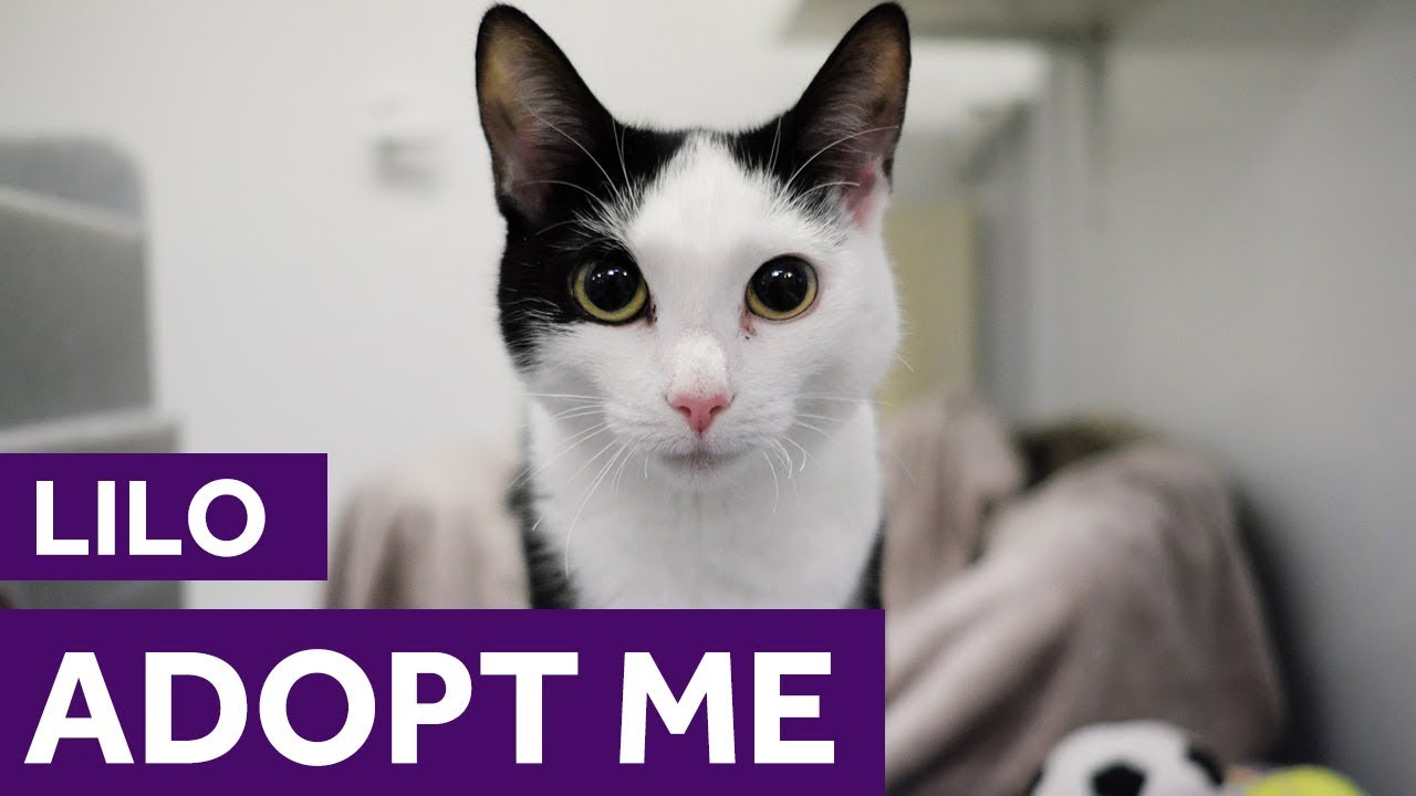Adopt Lilo | Cats | The Mayhew - YouTube