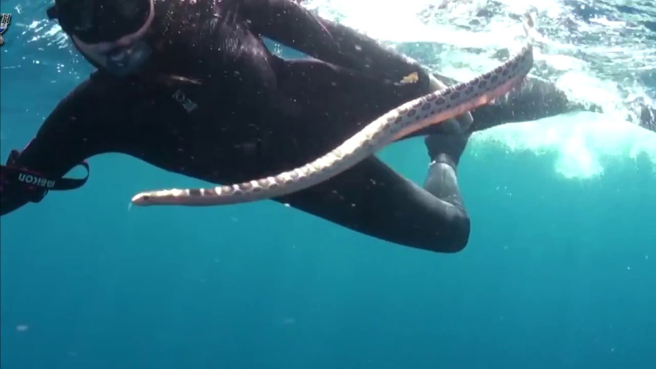 SEA SNAKE DOCUMENTARY - YouTube
