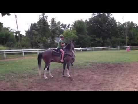 Stubborn Horse - YouTube