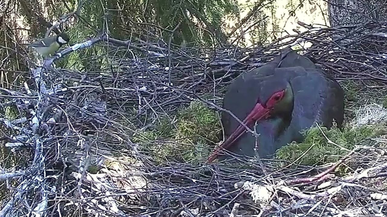 Must-toonekurg2~A Great tit visit Jan! Strange noise under the nest ...