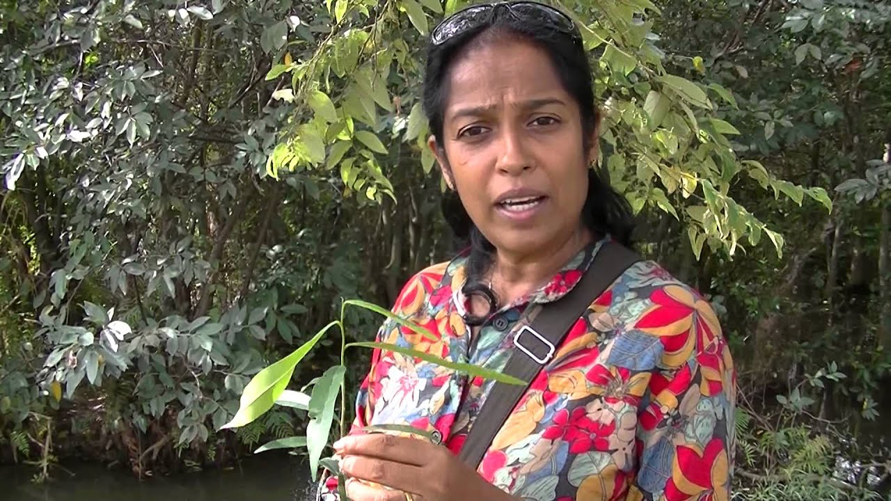 Protect Wallaptta Tree by Kanchana Weerakoon - YouTube