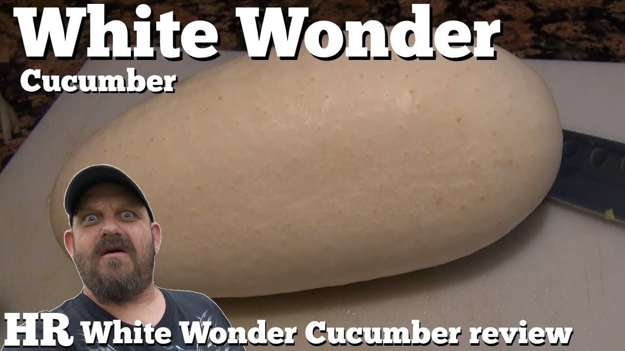 WHITE WONDER Cucumber | Cucumis sativus | Cucumber Review - YouTube