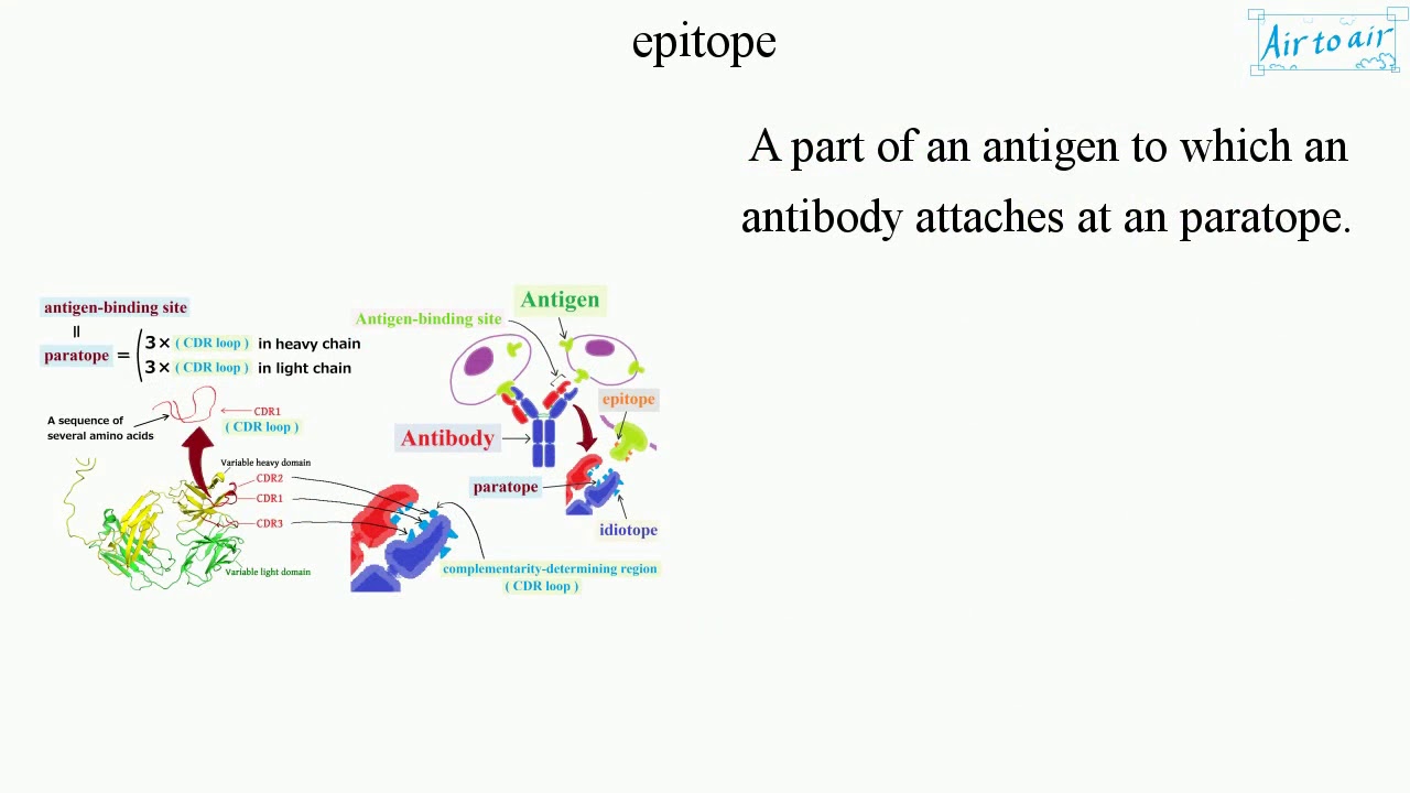 epitope (English) - Medical terminology for medical students - - YouTube
