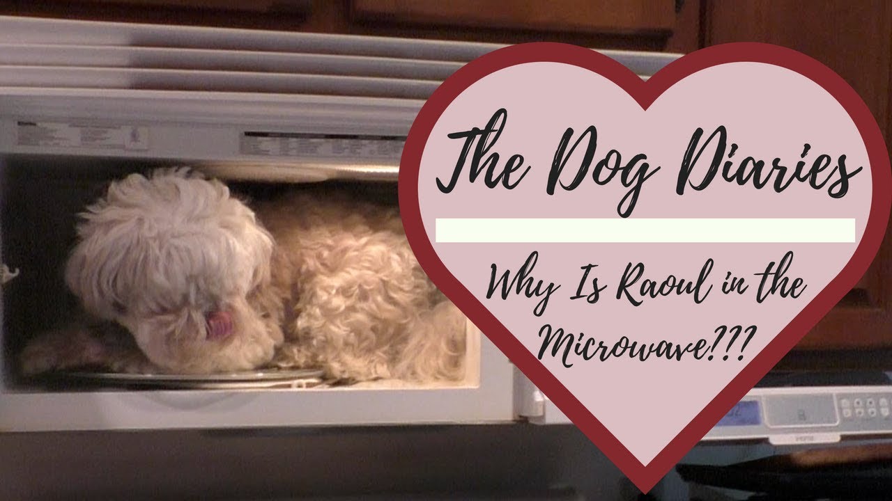 The Dog Diaries: Why Is Raoul in the Microwave?? - YouTube