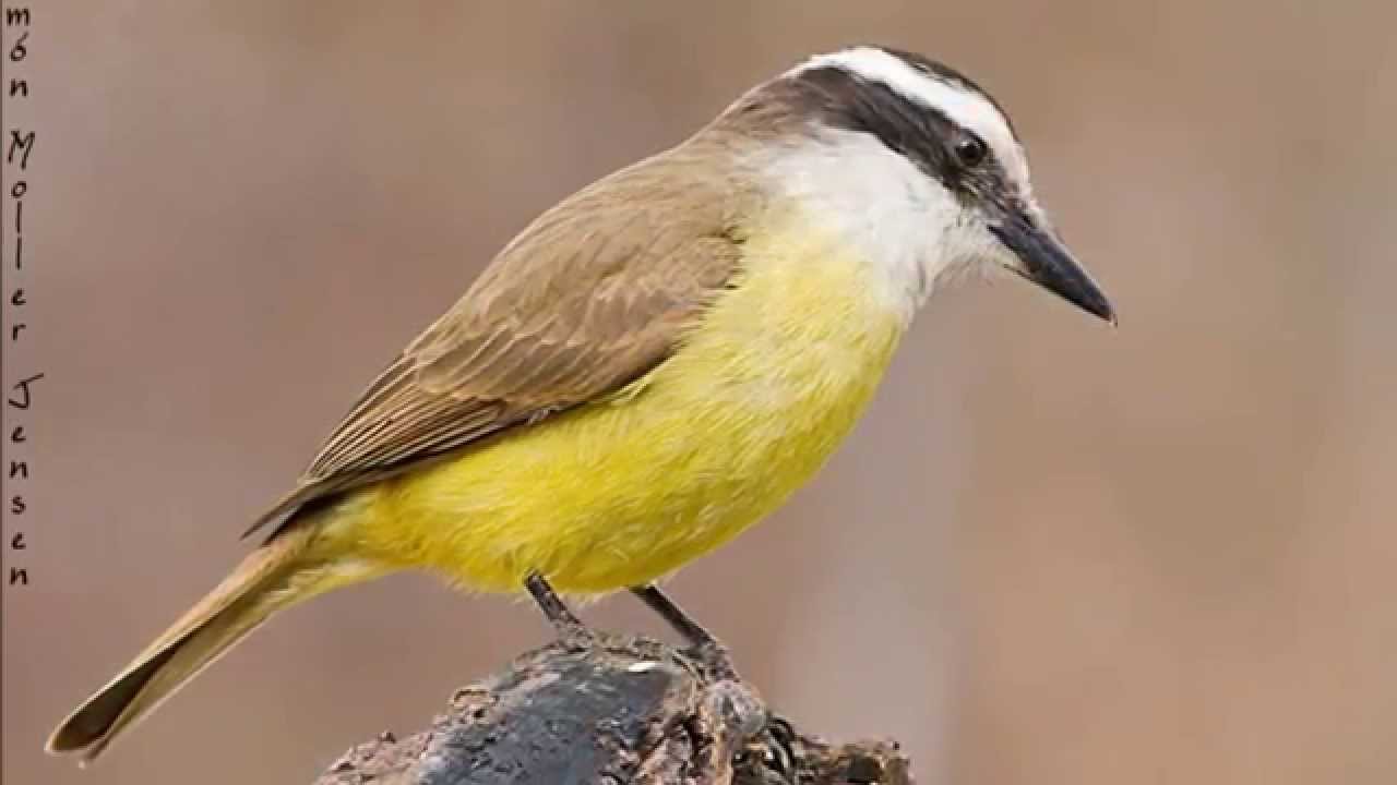 EL PITOGUE : AVES POPULARES DE NUESTRO LITORAL...!!! - YouTube