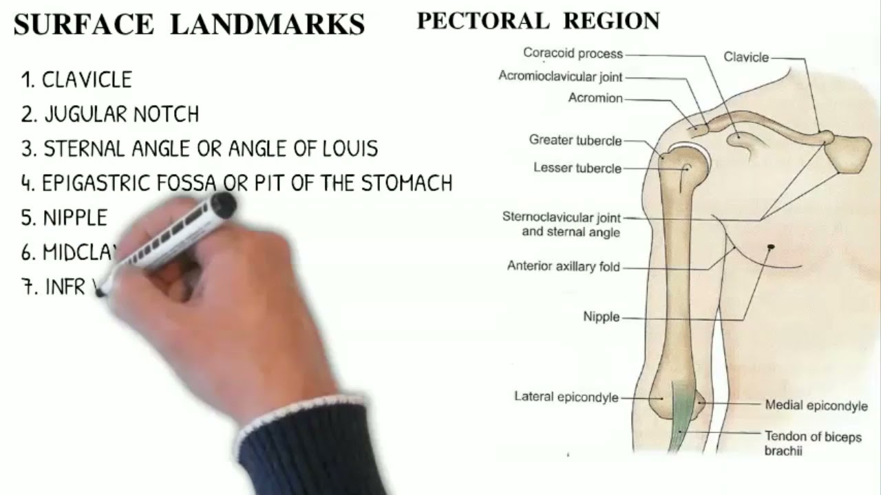 Part 1:- Surface landmarks of Pectoral region - YouTube
