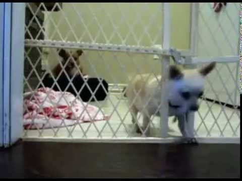 Dog escape from his cage. - YouTube