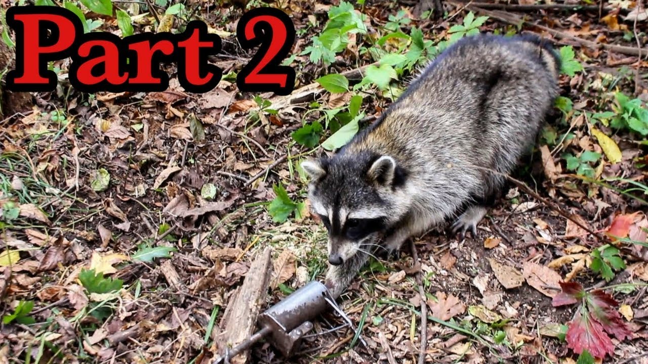 Raccoon Trapping 2017 : Sets and Catches Day 2 - YouTube