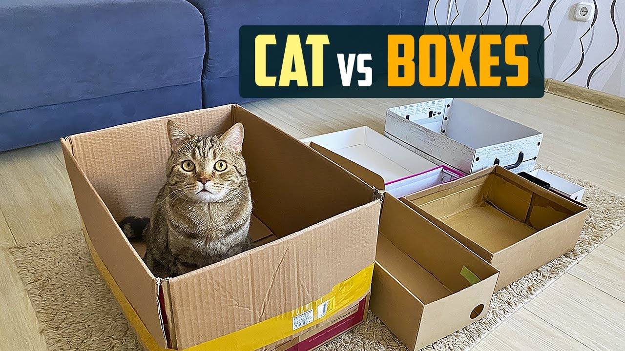 Cat vs Boxes. Cat chooses a box - YouTube